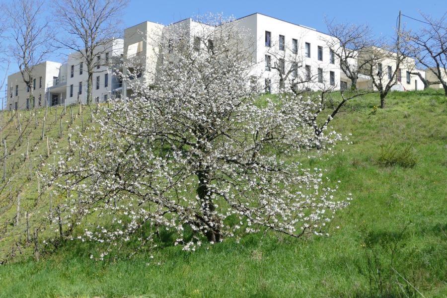 Résidence senior à la location Résidence Val Foron - LBA à Caluire-et ...